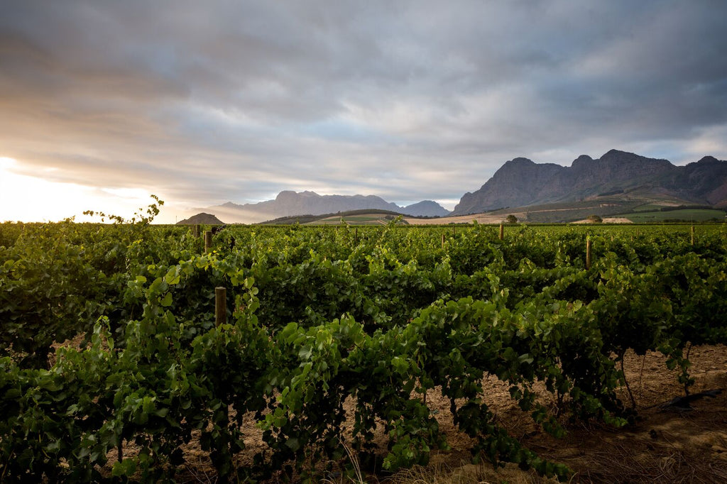 SA'S WINE REGIONS: INLAND REGION – Vinotèque